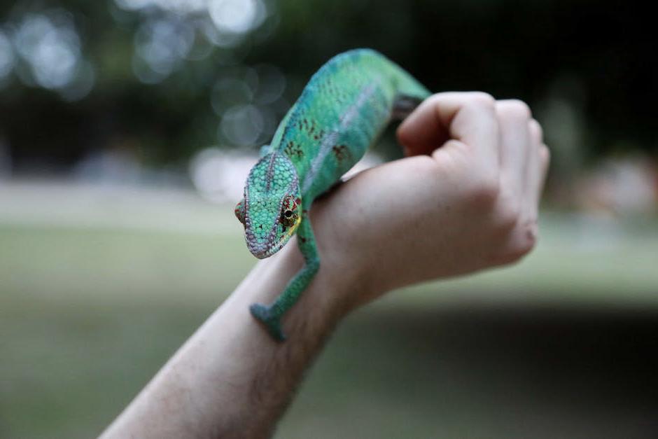 Top 5 Low Maintenance Pets For Busy Households